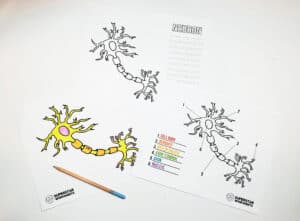 Neuron Cell Worksheets - Superstar Worksheets