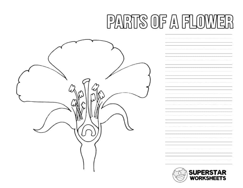 Parts Of A Flower Liveworksheets