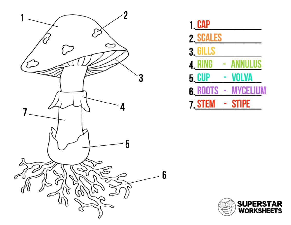 Mushroom Life Cycle Worksheets - Superstar Worksheets