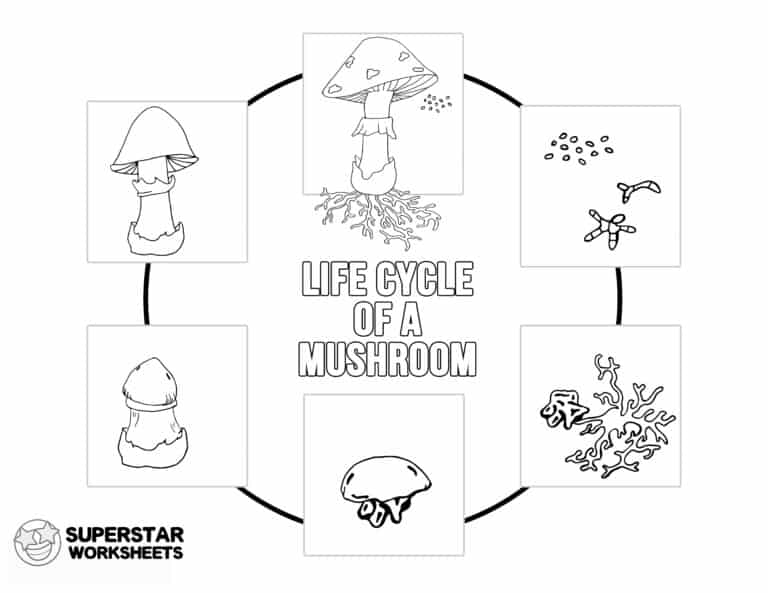 Mushroom Life Cycle Worksheets - Superstar Worksheets