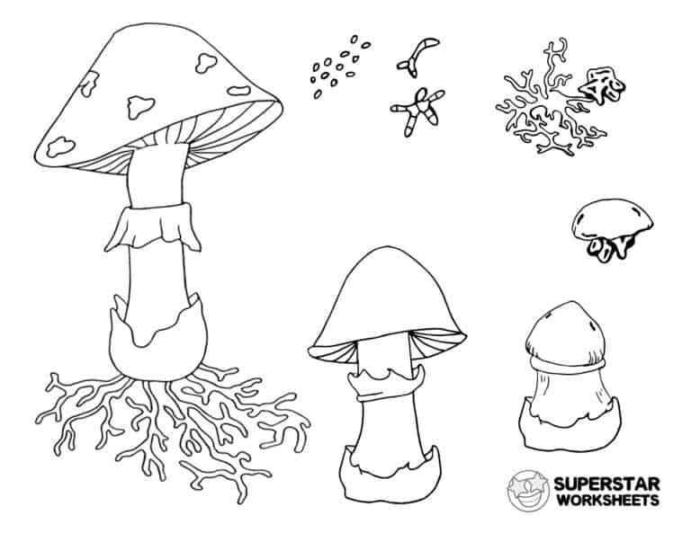 Mushroom Life Cycle Worksheets - Superstar Worksheets