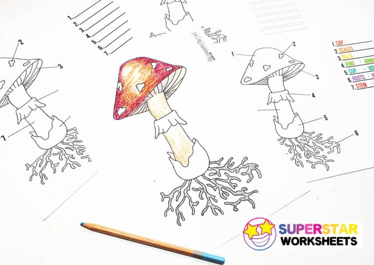 Mushroom Life Cycle Worksheets - Superstar Worksheets
