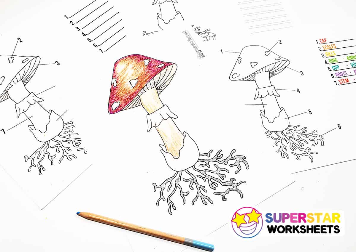 Mushroom Life Cycle Worksheets - Superstar Worksheets