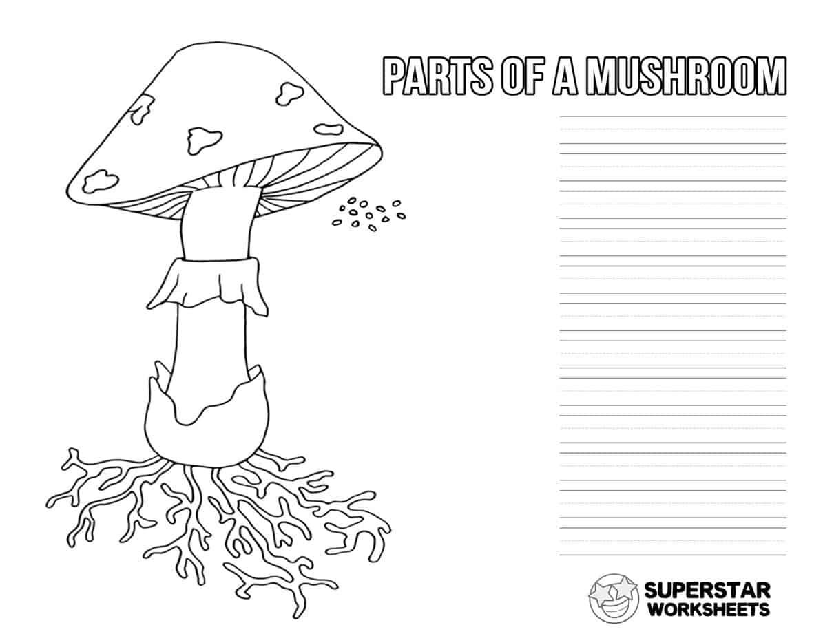 Mushroom Life Cycle Worksheets - Superstar Worksheets