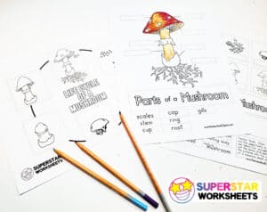 Mushroom Life Cycle Worksheets - Superstar Worksheets