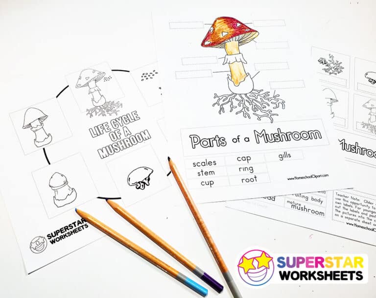 Mushroom Life Cycle Worksheets - Superstar Worksheets