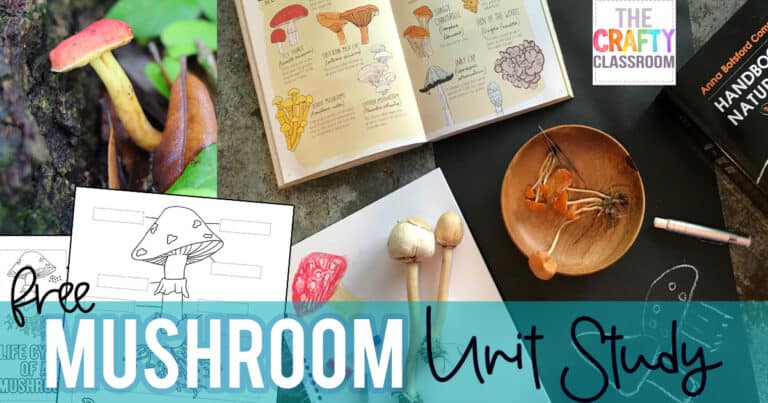Mushroom Life Cycle Worksheets - Superstar Worksheets