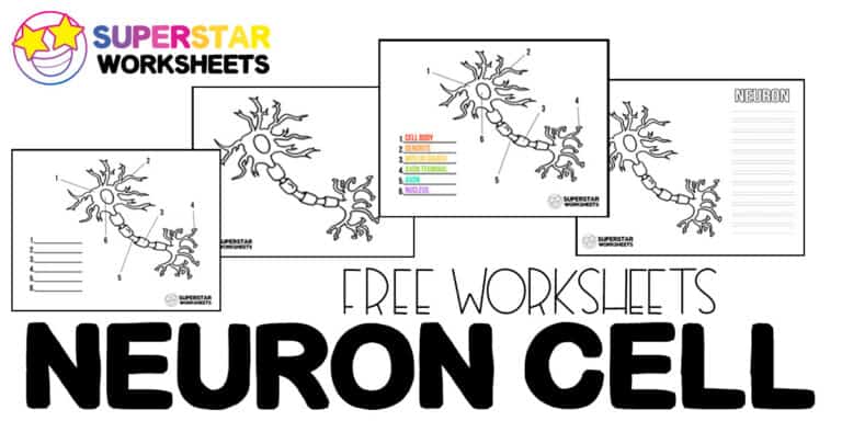 Neuron Cell Worksheets - Superstar Worksheets