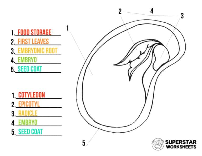 Parts of a Seed Worksheets - Superstar Worksheets