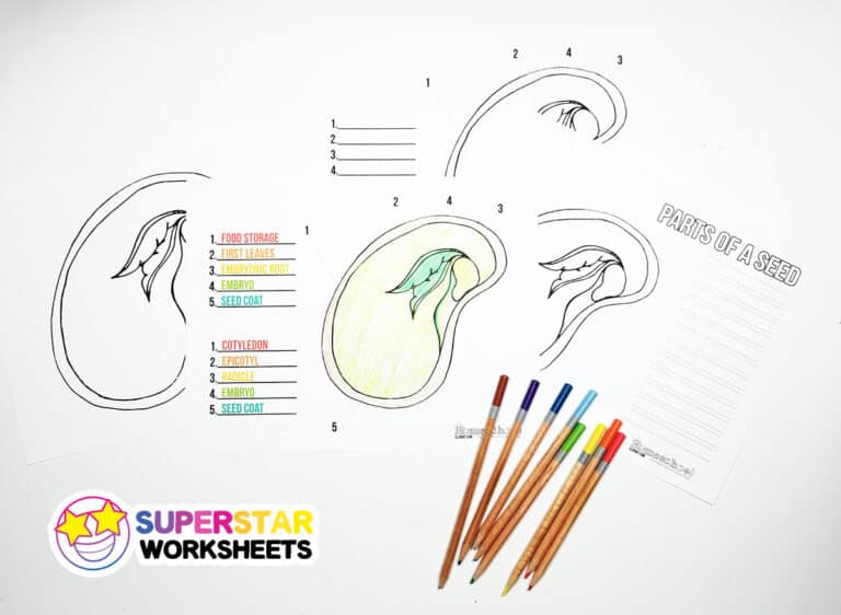 Parts of a Seed Worksheets - Superstar Worksheets