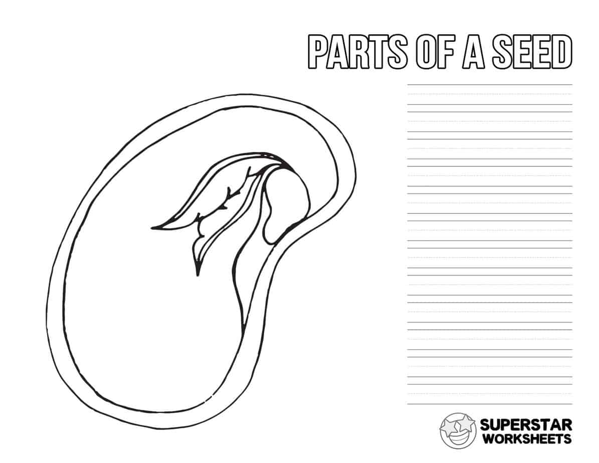 Parts of a Seed Worksheets - Superstar Worksheets
