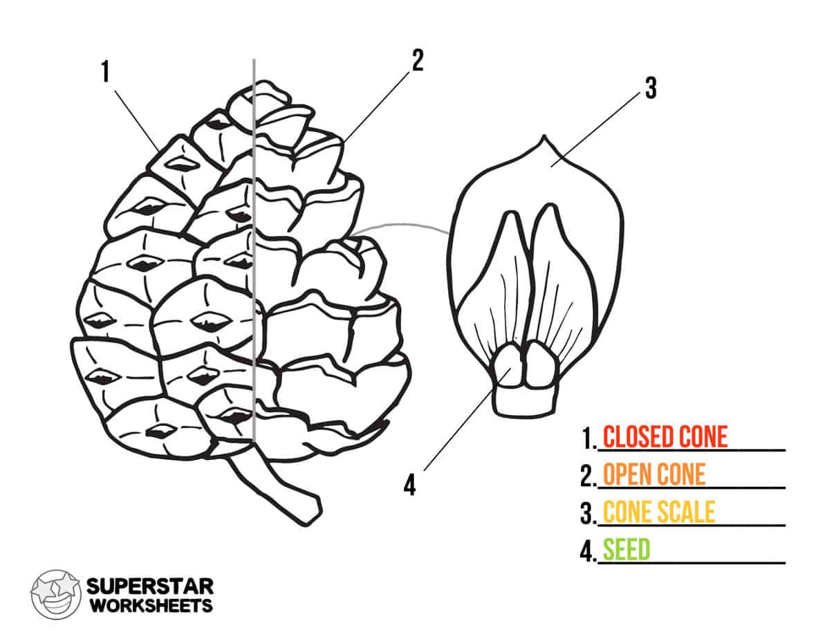 Parts of a Pine Cone Worksheets - Superstar Worksheets