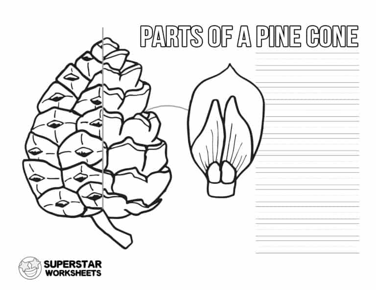 Parts of a Pine Cone Worksheets - Superstar Worksheets