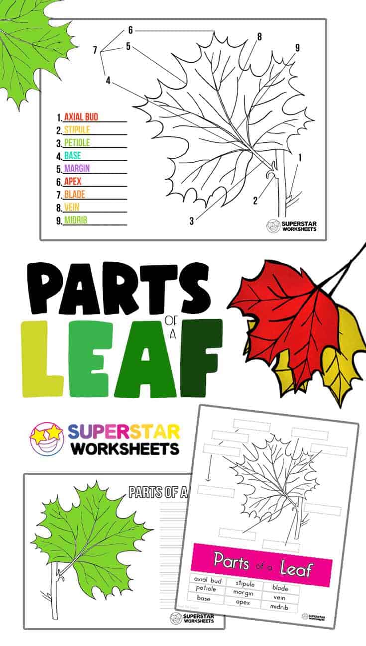 Parts Of A Leaf Worksheet Superstar Worksheets