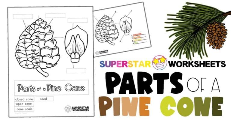 Parts of a Pine Cone Worksheets - Superstar Worksheets