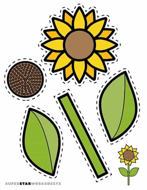 Sunflower Template (Free Printables) - Superstar Worksheets