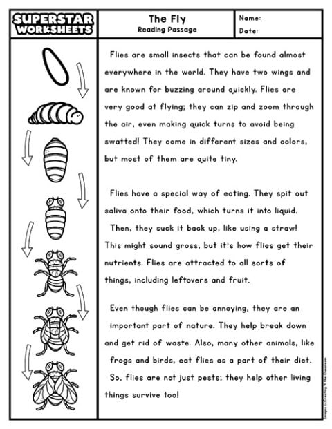 Second Grade Reading Comprehension - Superstar Worksheets