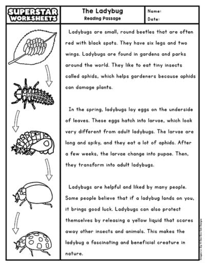 Second Grade Reading Comprehension - Superstar Worksheets