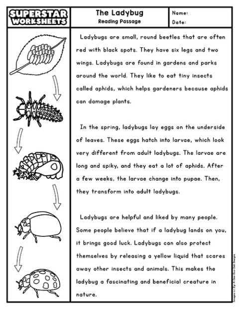 Second Grade Reading Comprehension - Superstar Worksheets