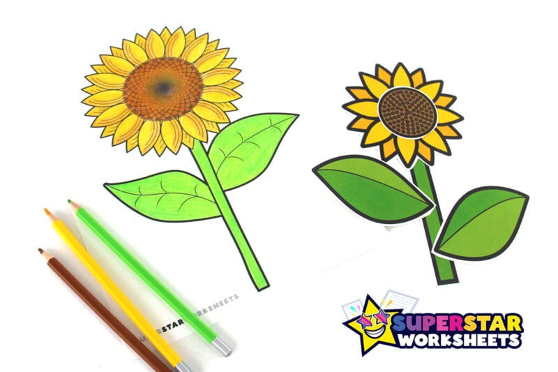 Sunflower Template (Free Printables) - Superstar Worksheets